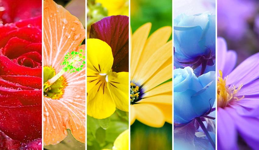 Alan Akana Gallery in Kauai - Hawaiian Planner