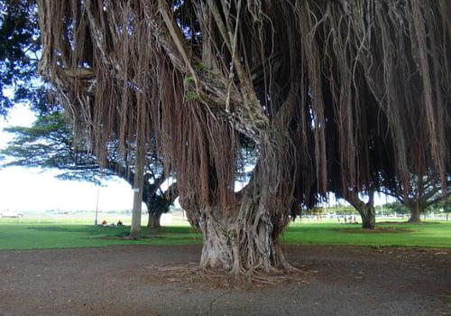 Banyan Drive in Big Island - Hawaiian Planner