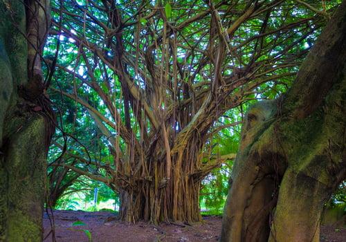 Banyan Drive in Big Island - Hawaiian Planner