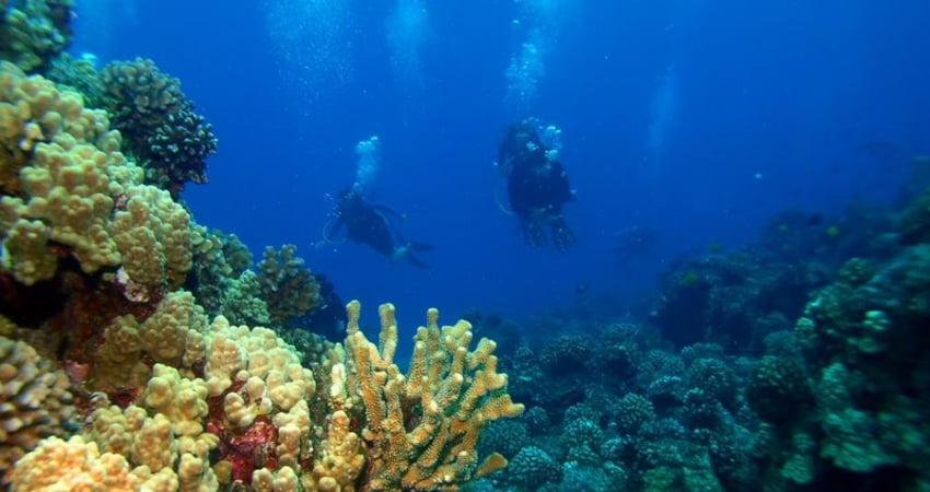 Shore Dives in Kauai - Hawaiian Planner