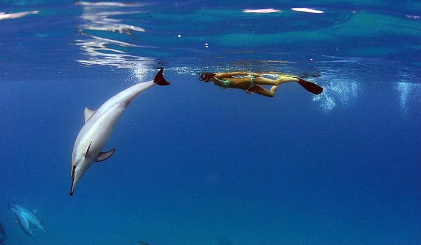 Dolphin Swim and Snorkel Combo Adventure in Big Island